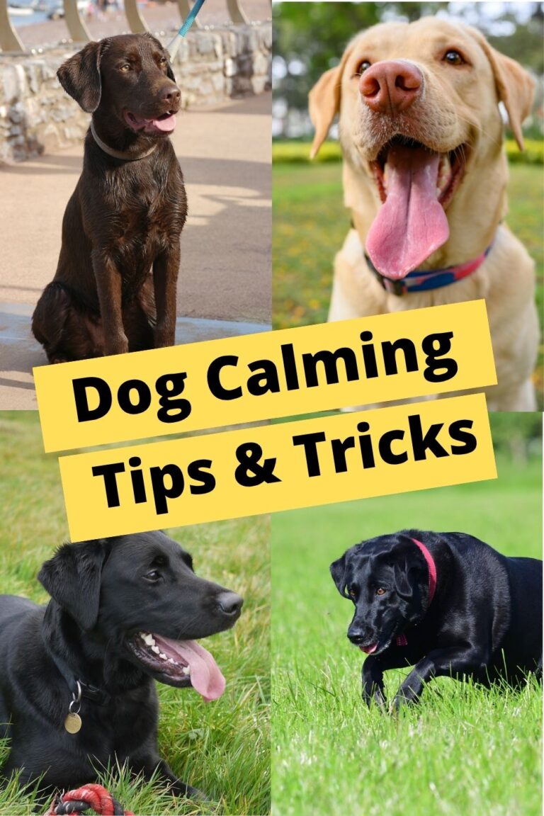 How To Calm Down A Dog - Top Tips For Calm Dogs