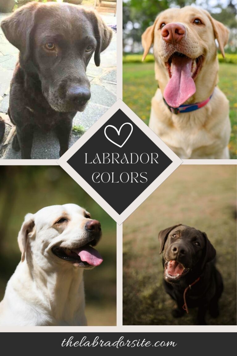 Labrador Colors - The Secrets of Labrador Color Inheritance