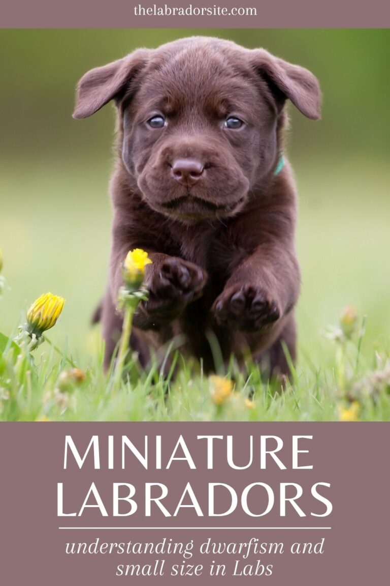 Miniature Labrador: Small Size and Dwarfism In Labs