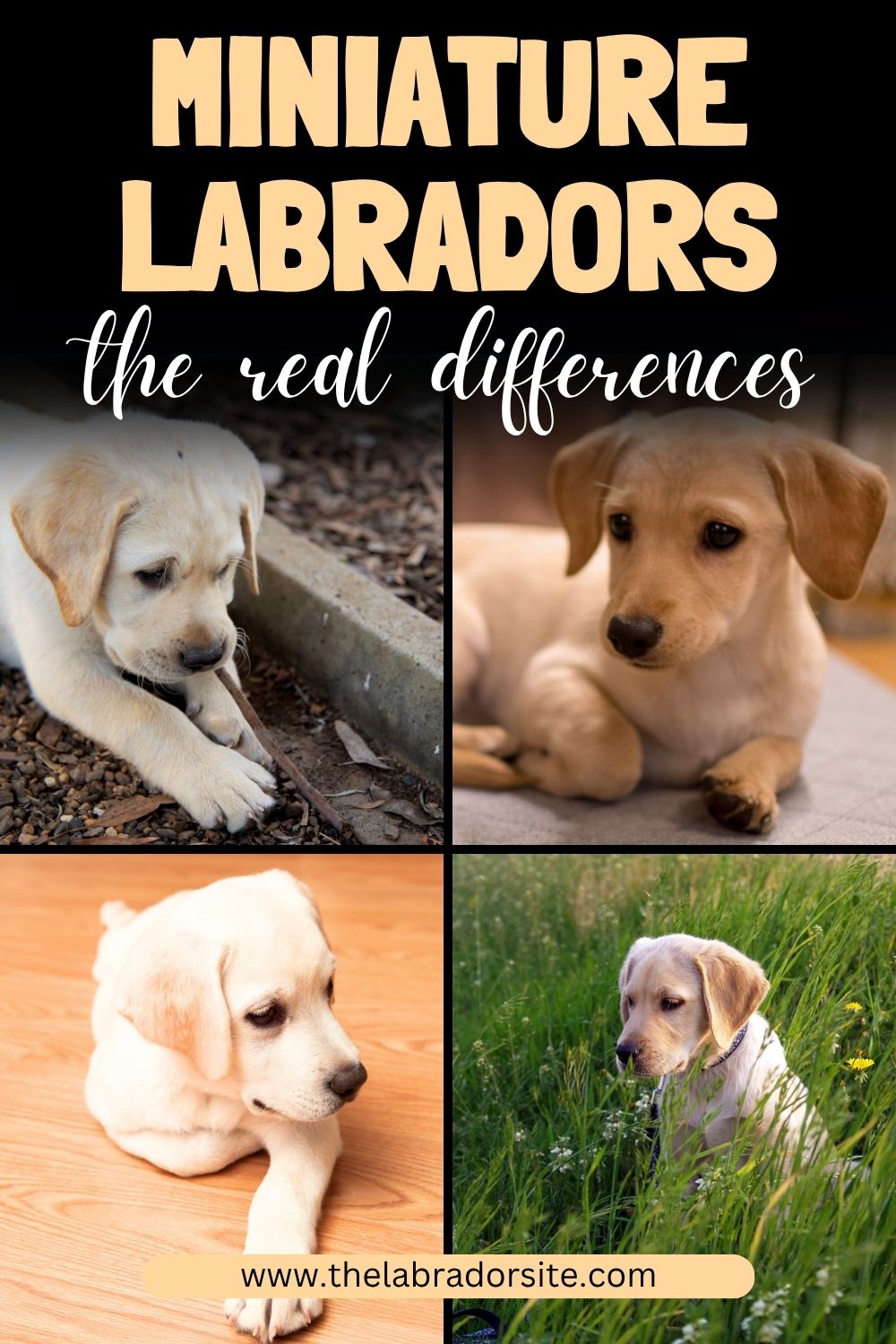 Miniature Labrador: Small Size and Dwarfism In Labs
