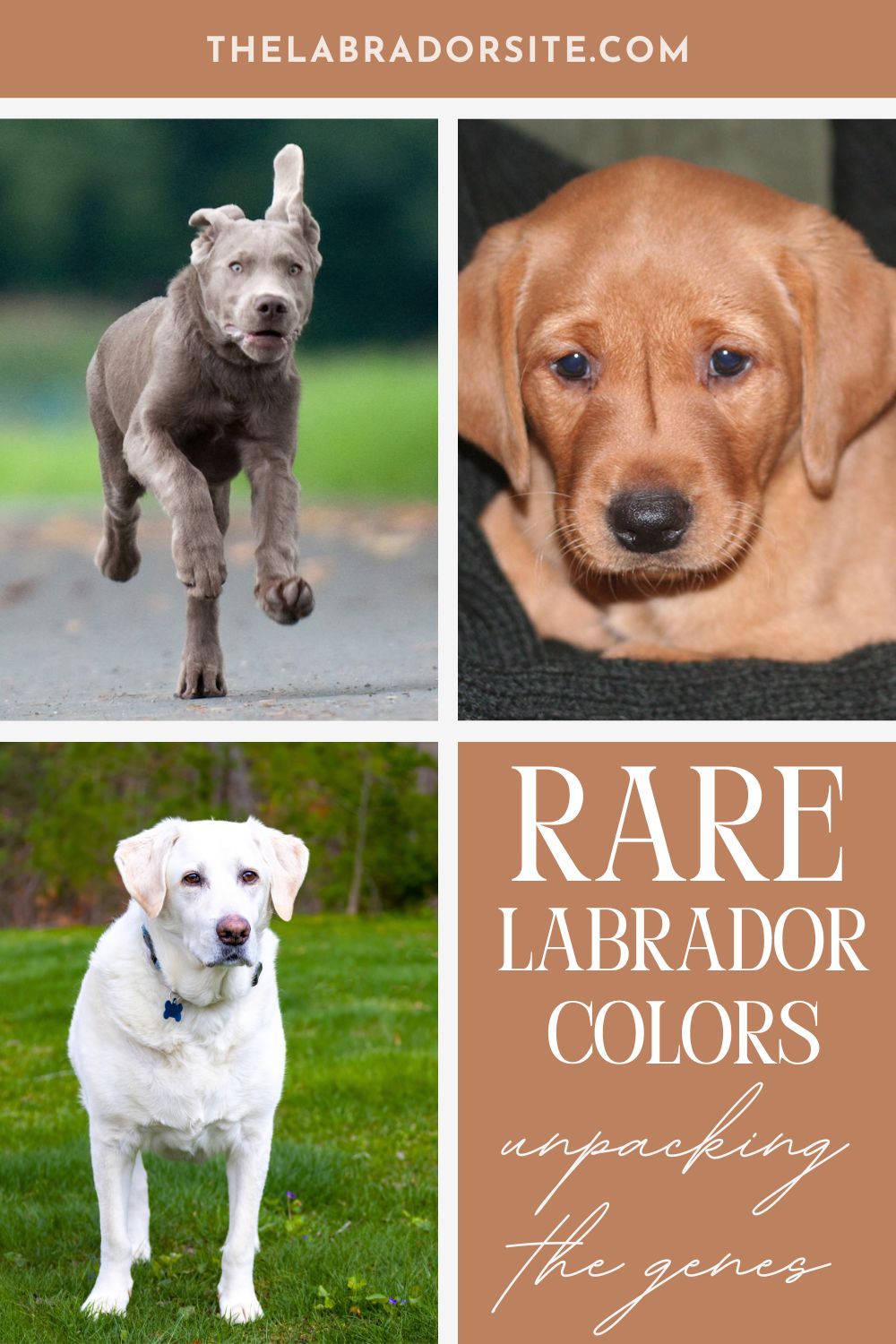 Labrador Colors - The Secrets of Labrador Color Inheritance