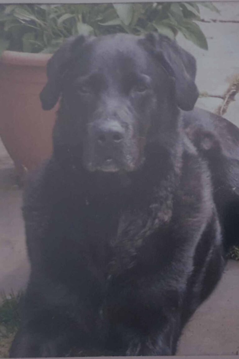 Mastiff Lab Mix Breed Information - A Guide To The Mastador Dog