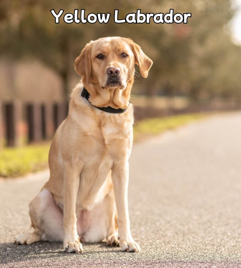 Which Labrador Color is Best?