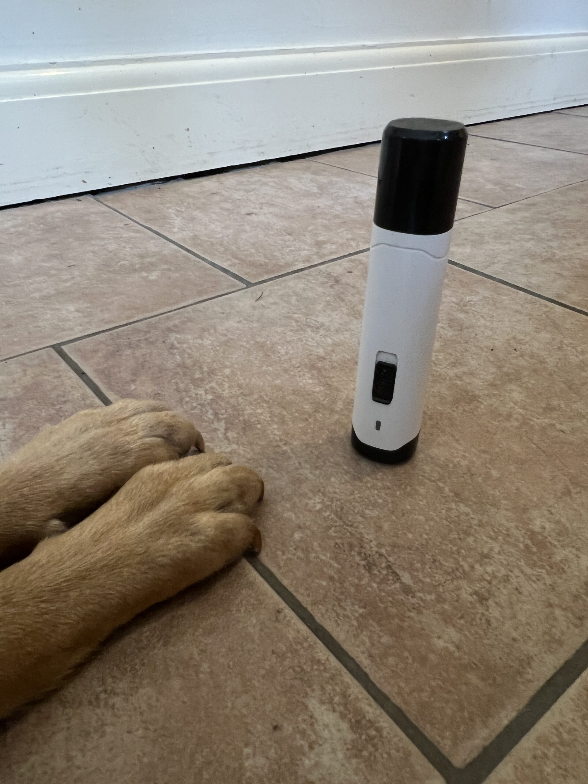 Trimming Your Lab's nails