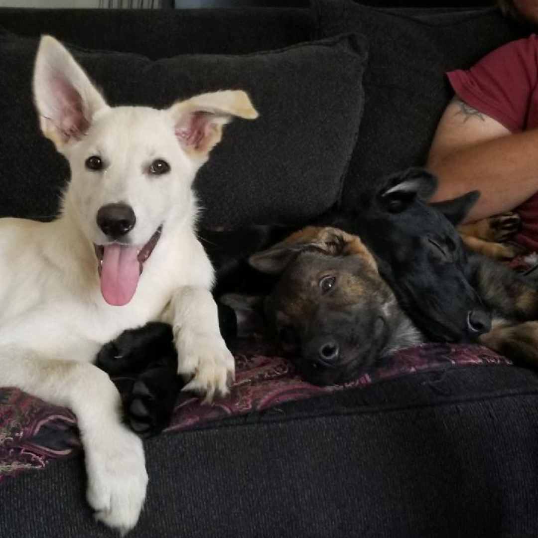 German Shepherd Lab Mix - Sheprador Breed Traits