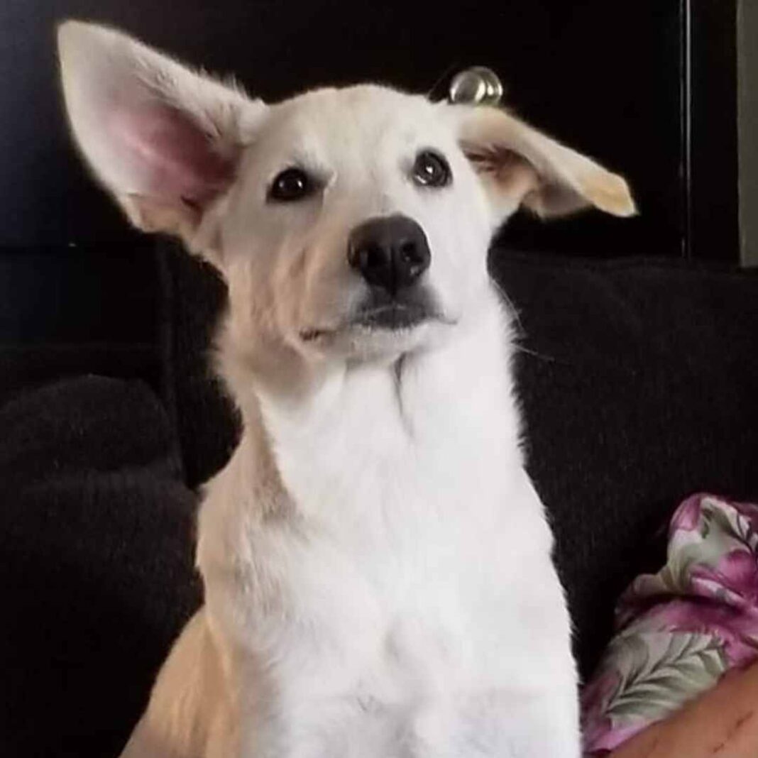 German Shepherd Lab Mix - Sheprador Breed Traits