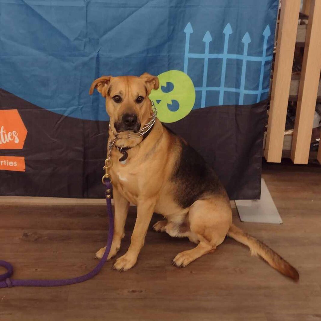 German Shepherd Lab Mix - Sheprador Breed Traits