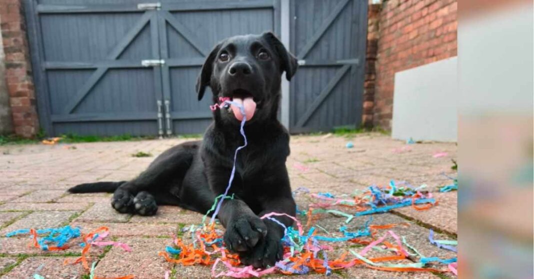 German Shepherd Lab Mix - Sheprador Breed Traits