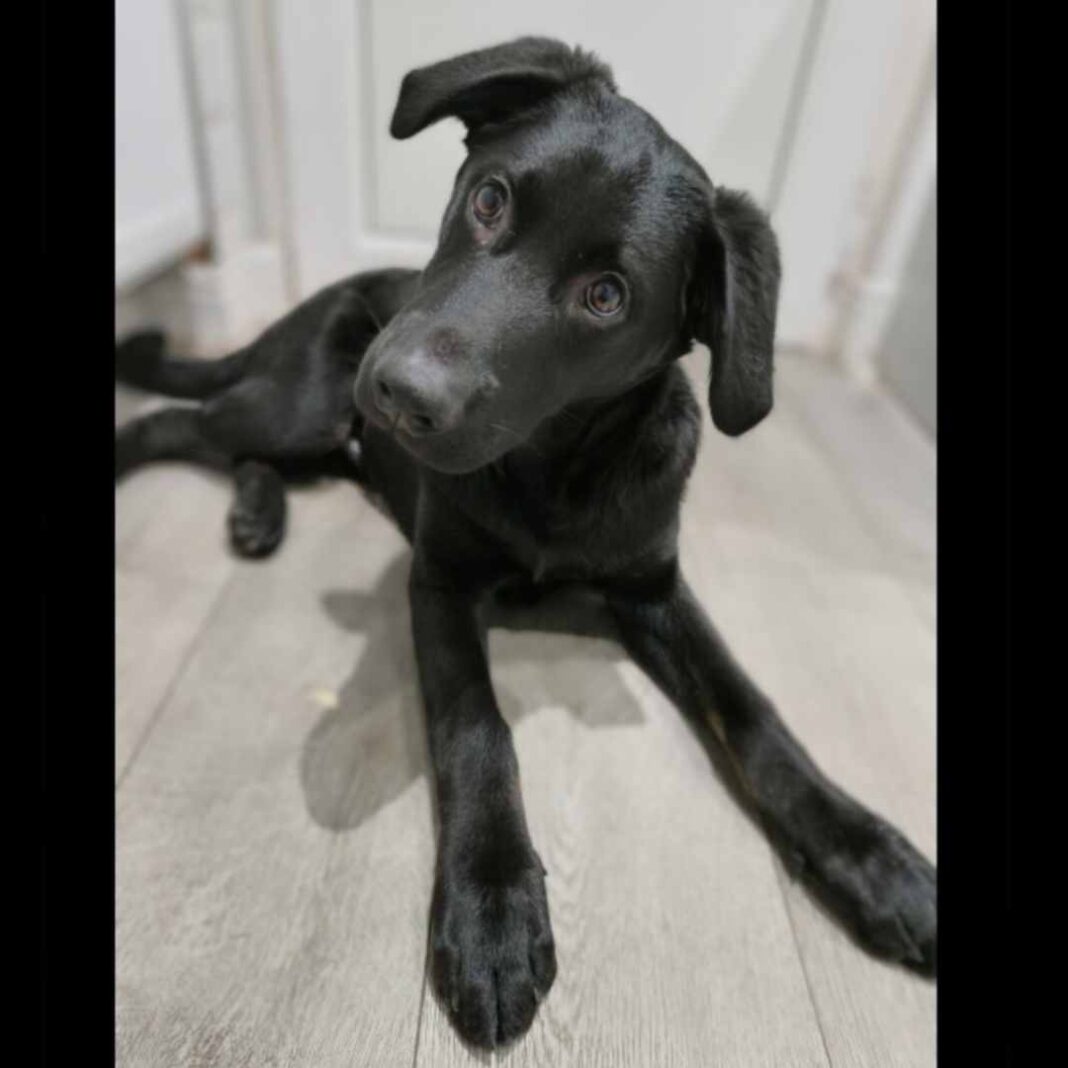 German Shepherd Lab Mix - Sheprador Breed Traits