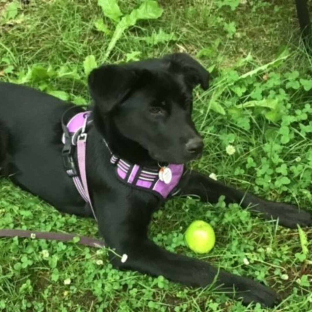 German Shepherd Lab Mix - Sheprador Breed Traits