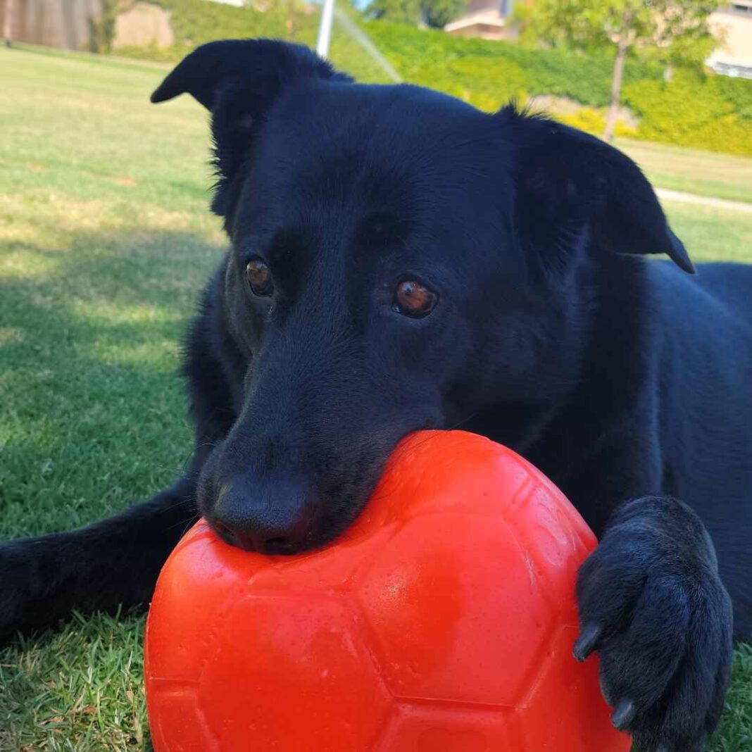 German Shepherd Lab Mix - Sheprador Breed Traits