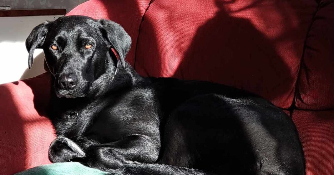 German Shepherd Lab Mix - Sheprador Breed Traits