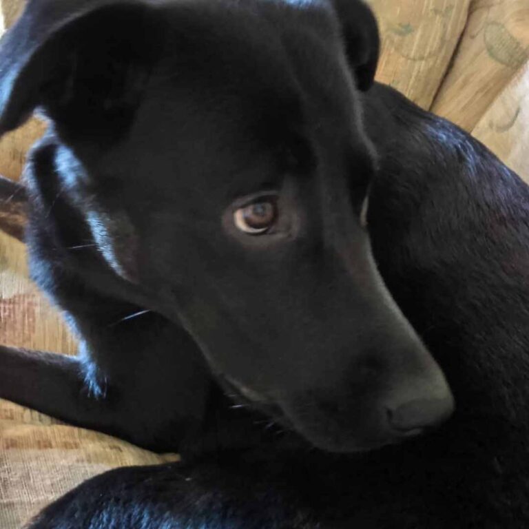 German Shepherd Lab Mix - Sheprador Breed Traits