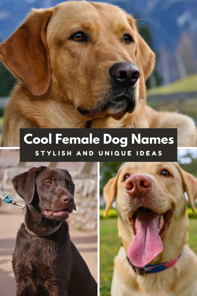 Cool Dog Names - 300 Awesome Puppy Name Ideas