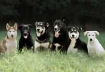 Chocolate Lab - Your Guide To The Chocolate Labrador Retriever