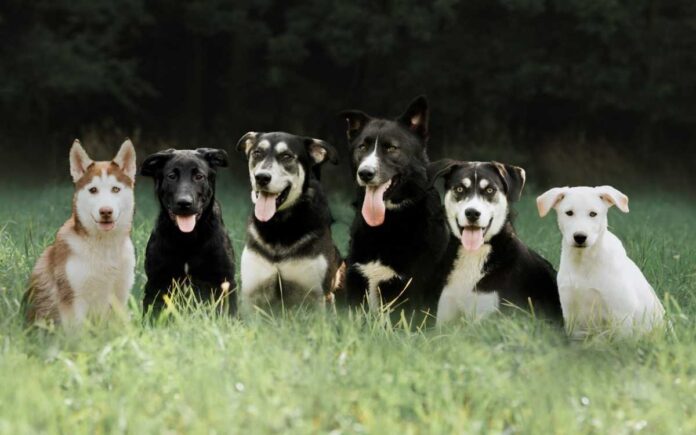 Meet 20 Husky Lab Mix Owners - Huskador Parenthood Uncovered