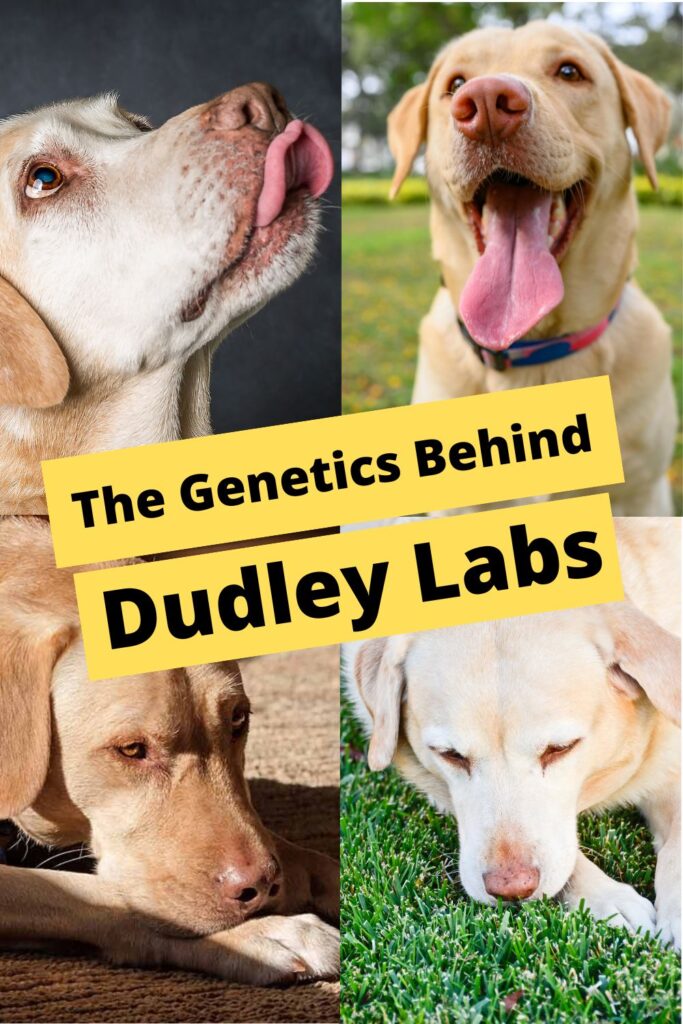 Dudley Lab - What Makes The Dudley Labrador So Special