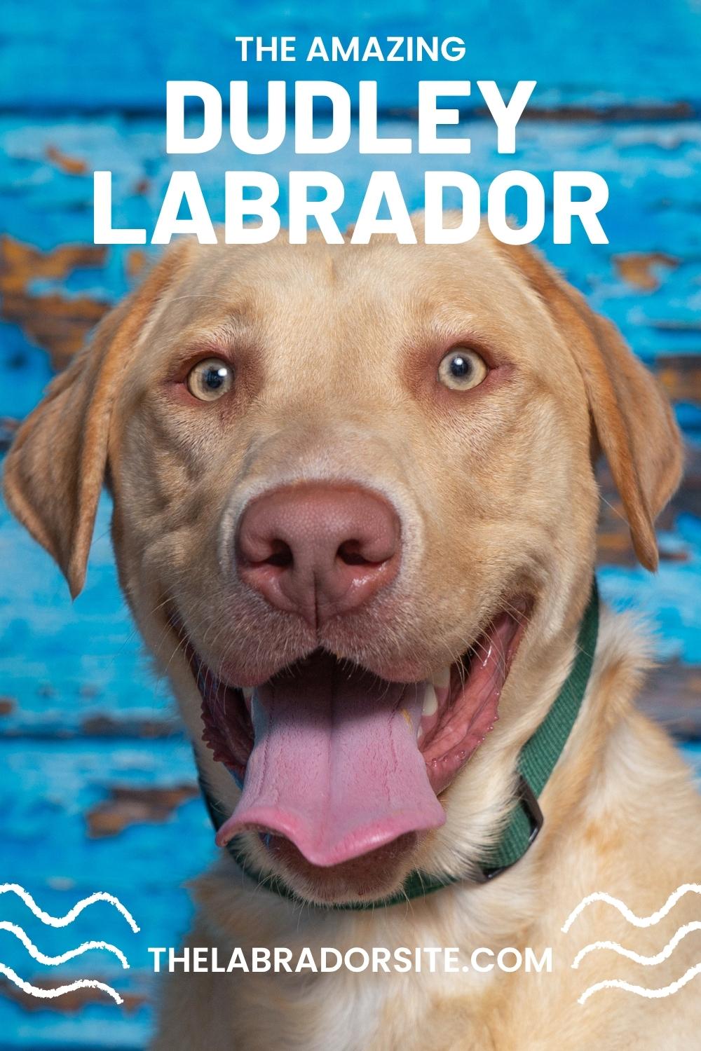 Dudley Lab - What Makes The Dudley Labrador So Special