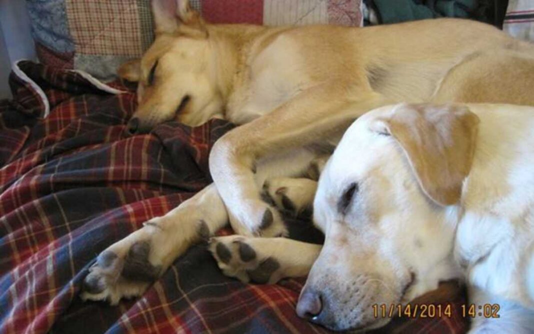 Meet 20 Husky Lab Mix Owners - Huskador Parenthood Uncovered