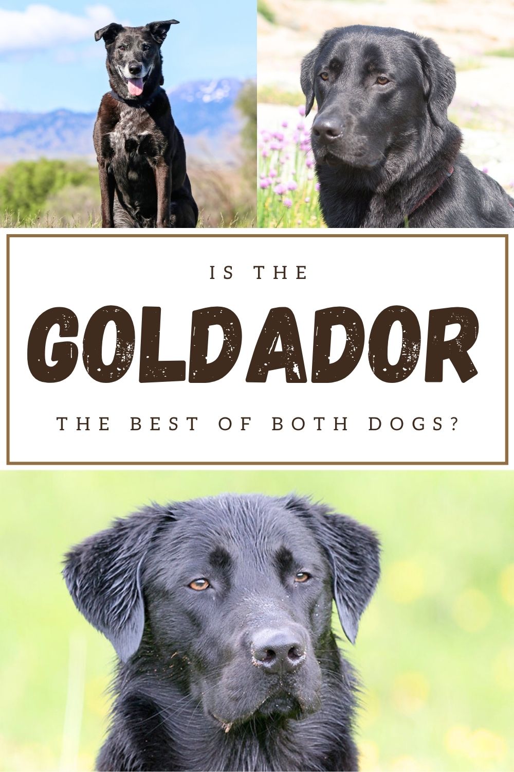 Lab Mix: The Diverse Range of Labrador Cross Breeds