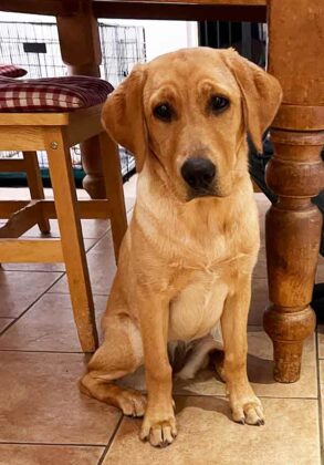 Your 5 Month Old Puppy: Milestones, Training, and Behavior Guide