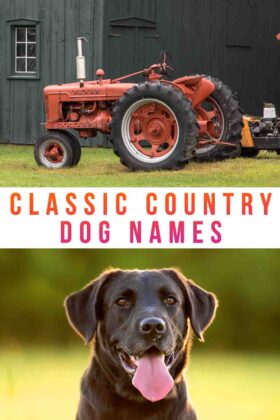 300 Country Dog Names That Will Suit Every Rural Dog