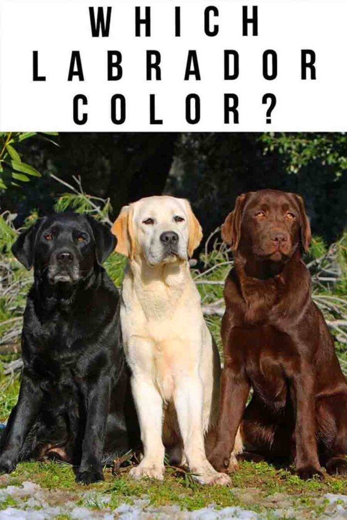 Which Labrador Color is Best?