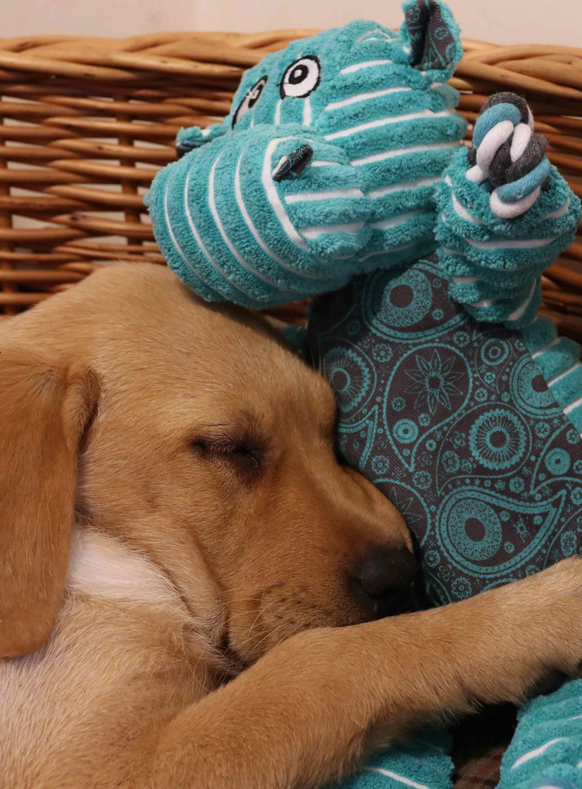 Pippa's Big Guide To The Best Puppy Toys You Can Buy