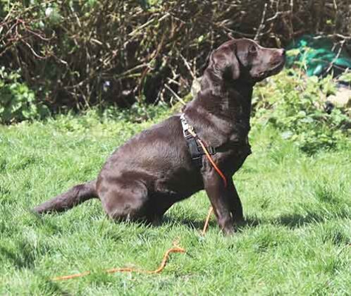 Chocolate Lab - Your Guide To The Chocolate Labrador Retriever