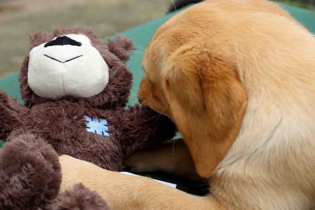 How To Stop A Dog From Chewing - An Owner's Survival Guide