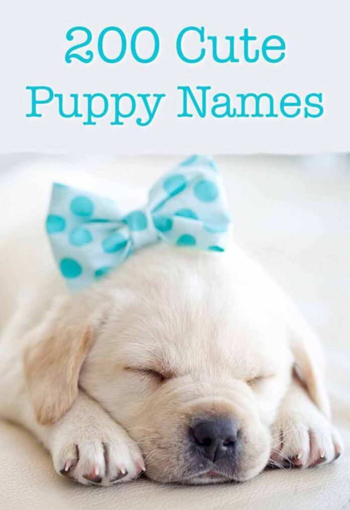 Your Dream Puppy Name is Here!