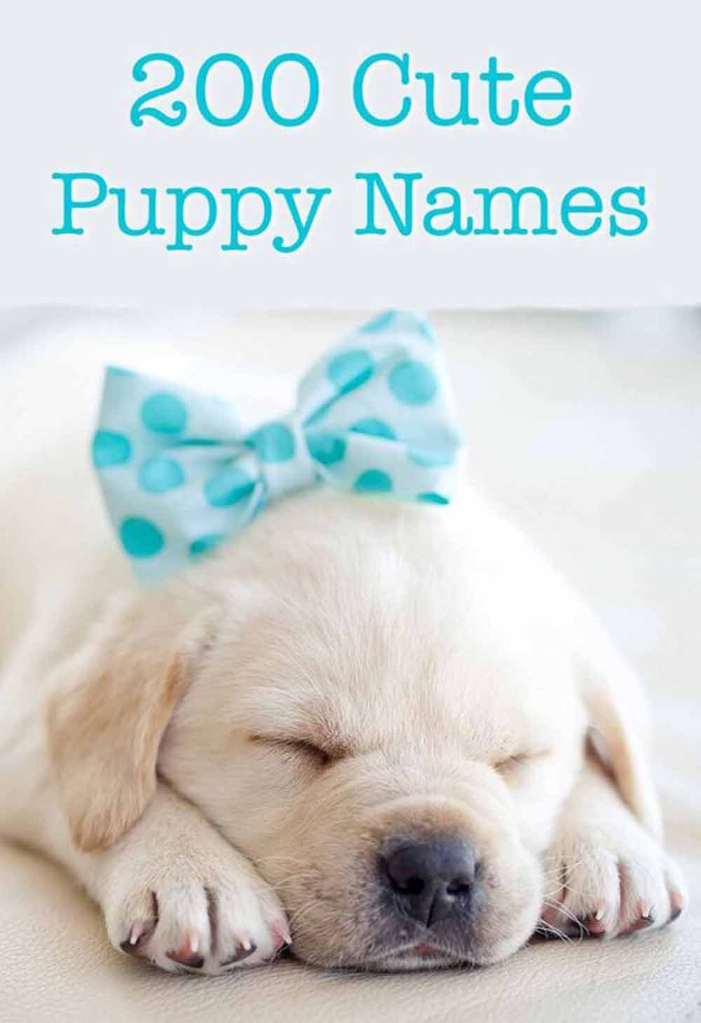 Your Dream Puppy Name is Here!