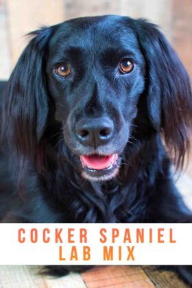 Welcome To Our Complete Guide To The Cocker Spaniel Lab Mix