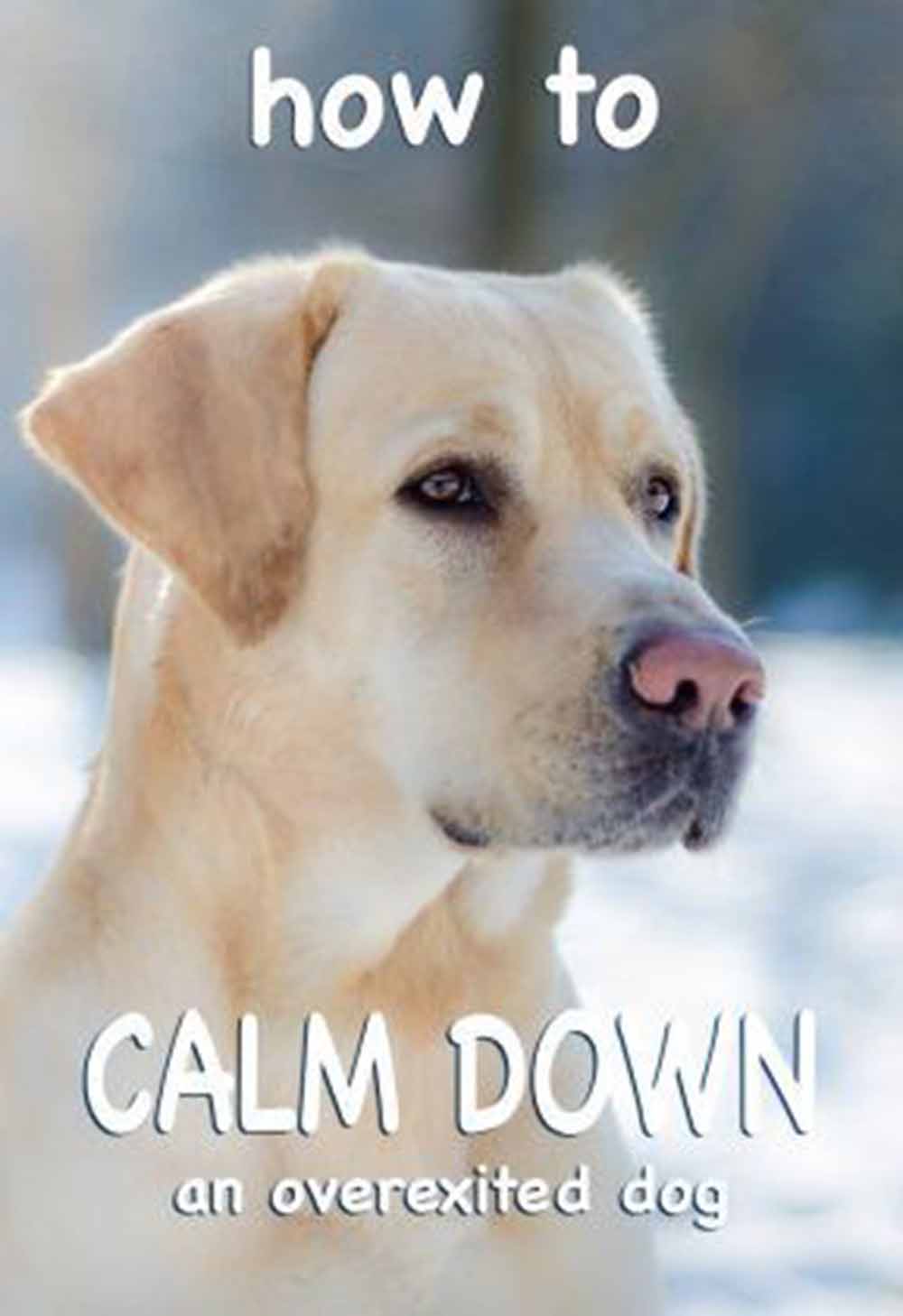 How To Calm Down A Dog - Top Tips For Calm Dogs