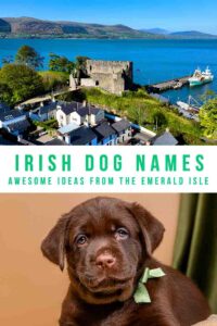 Irish Dog Names - Adorable Ideas From The Emerald Isle