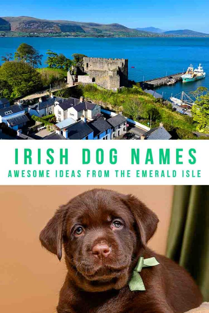 Irish Dog Names - Adorable Ideas From The Emerald Isle