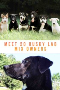 Meet 20 Husky Lab Mix Owners - Huskador Parenthood Uncovered