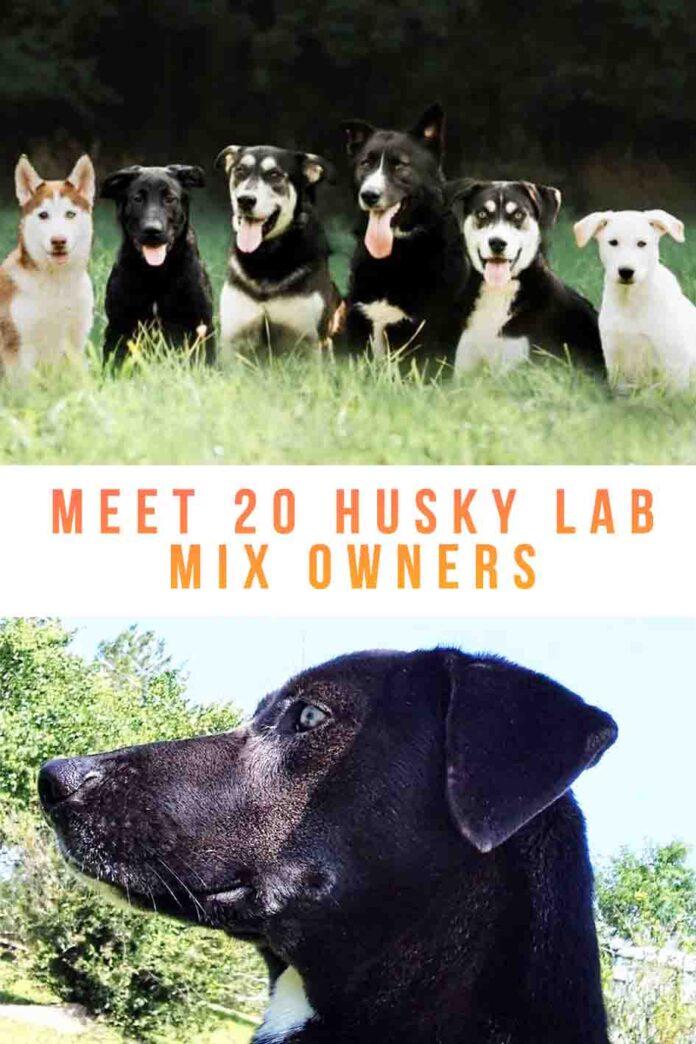 Meet 20 Husky Lab Mix Owners - Huskador Parenthood Uncovered