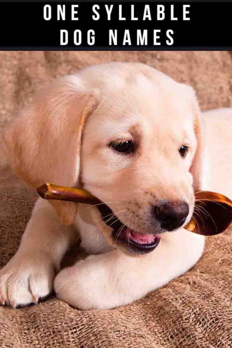 1 Syllable Dog Names - Short and Sweet Name Ideas