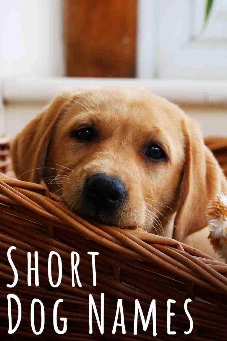 1 Syllable Dog Names - Short and Sweet Name Ideas