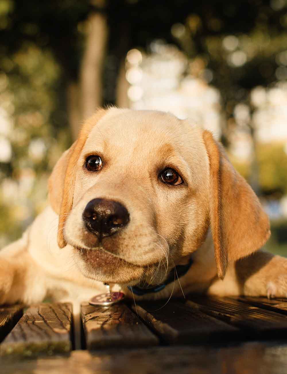 Female Dog Names - The Top Names For Gorgeous Girls