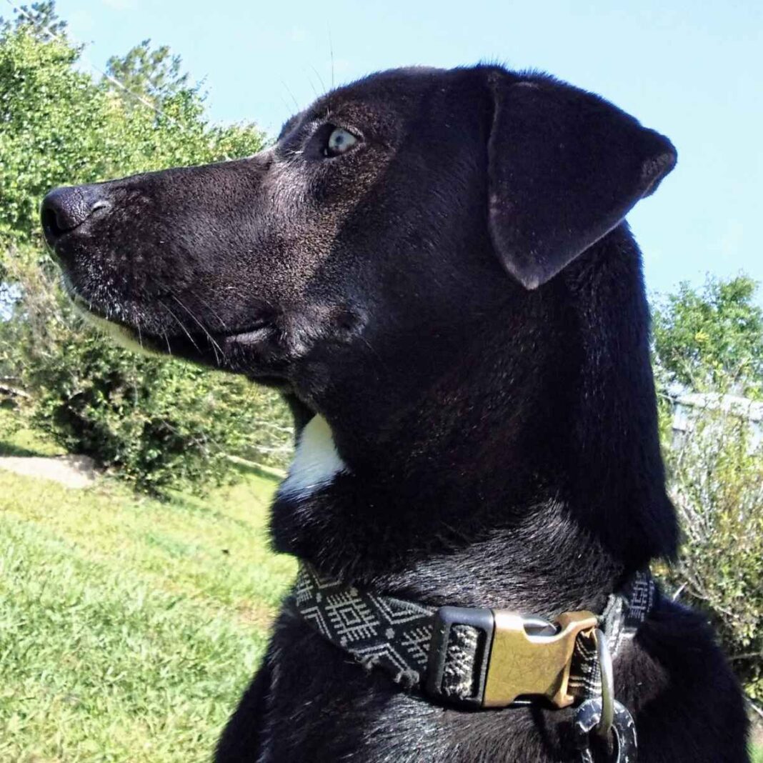 Meet 20 Husky Lab Mix Owners - Huskador Parenthood Uncovered