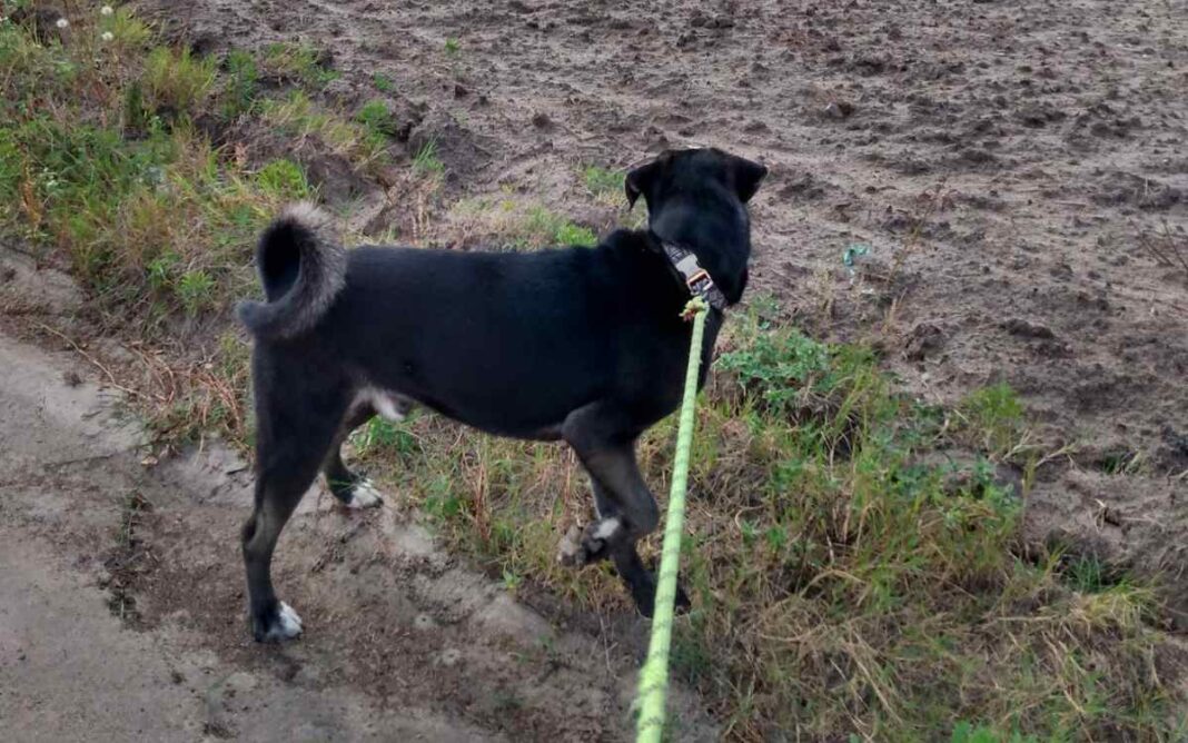 Meet 20 Husky Lab Mix Owners - Huskador Parenthood Uncovered