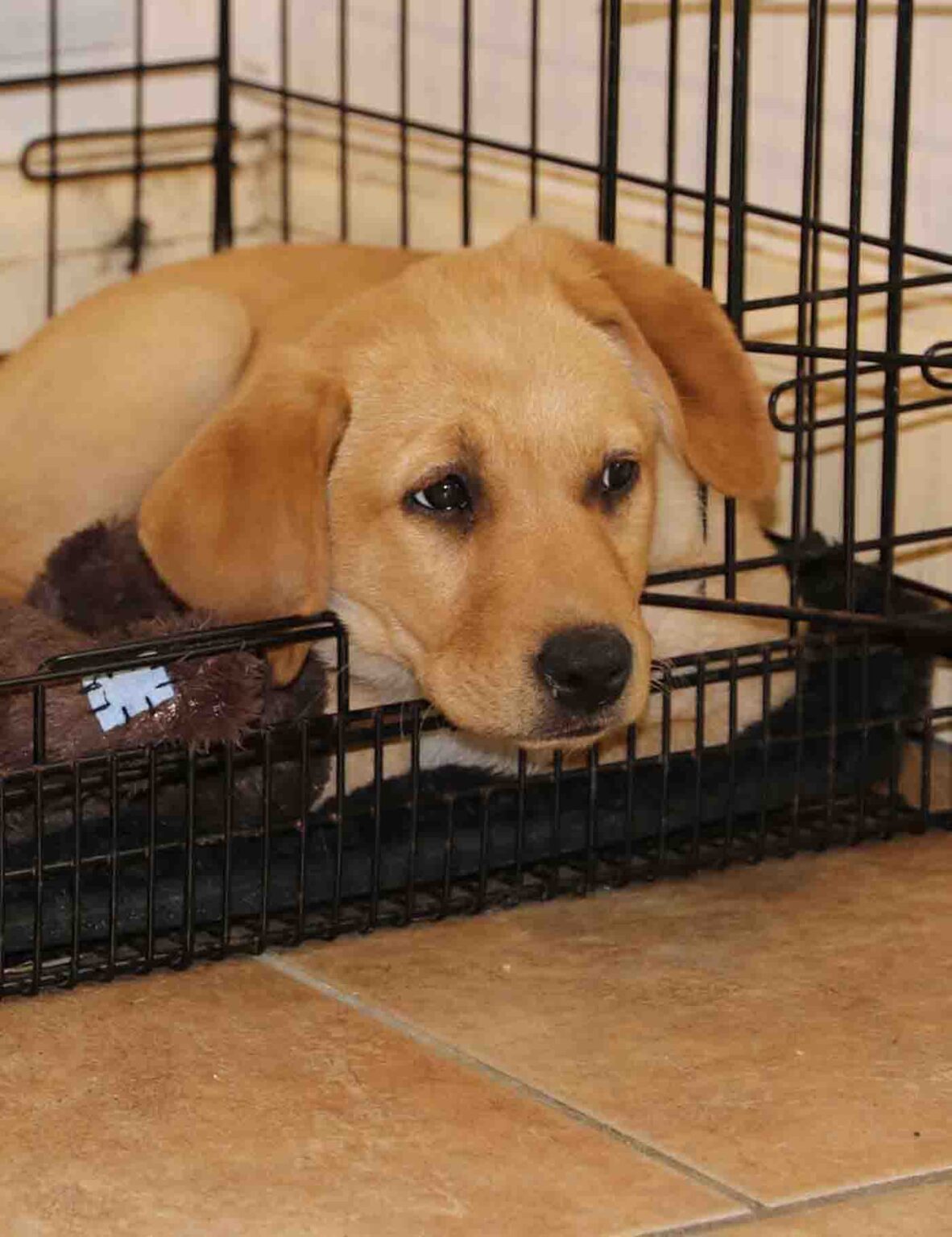 Puppy Crying - Tips For Settling New Puppies At Night Or In A Crate