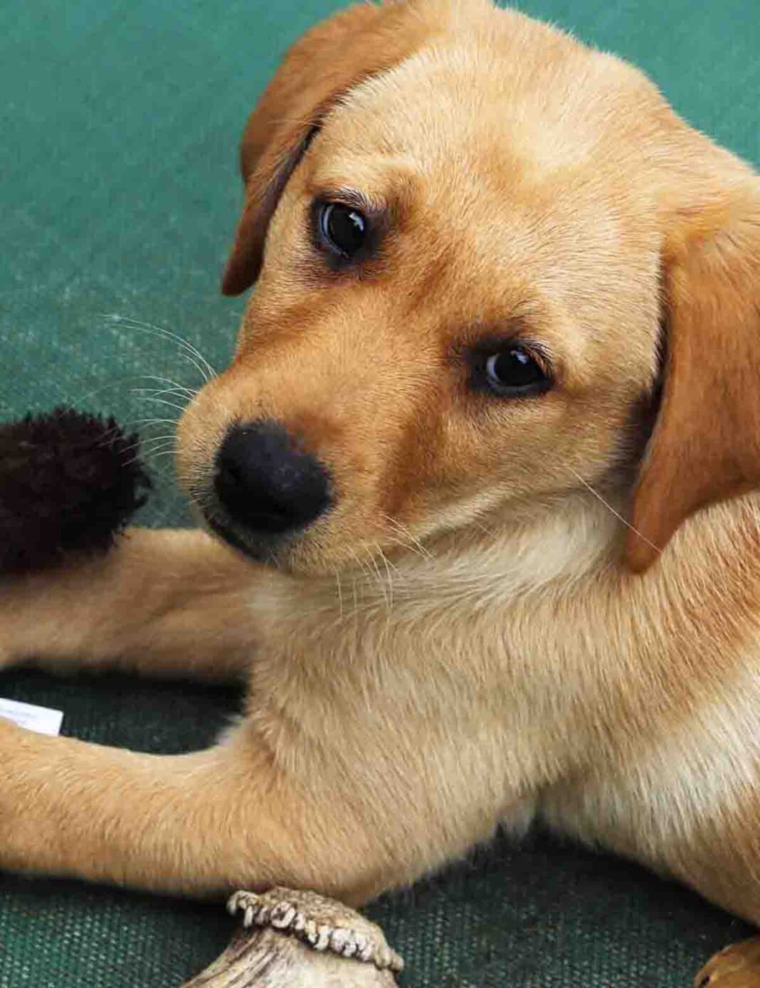 Puppy Crying - Tips For Settling New Puppies At Night Or In A Crate