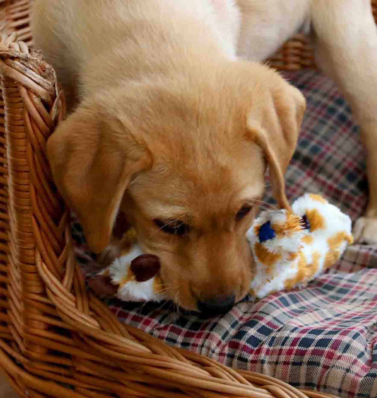 Female Dog Names - The Top Names For Gorgeous Girls