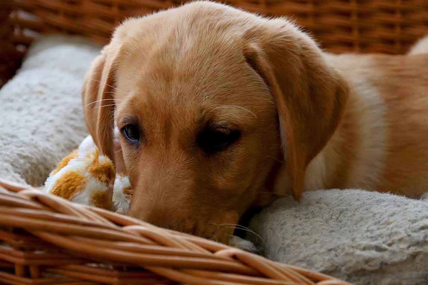 Labrador Feeding Demystified: A Comprehensive Expert Guide