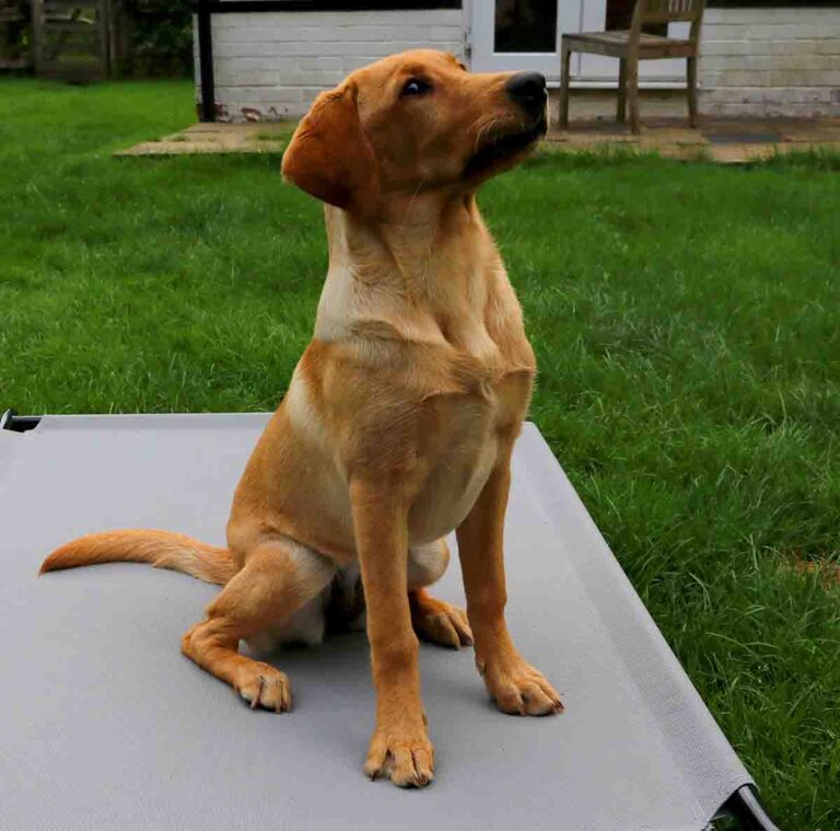 How to Train Your Lab to Sit - The Labrador Site