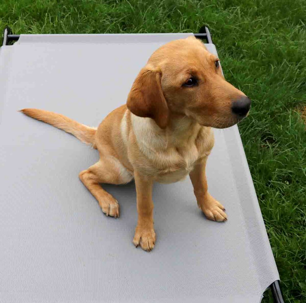 How To Teach A Dog To Stay