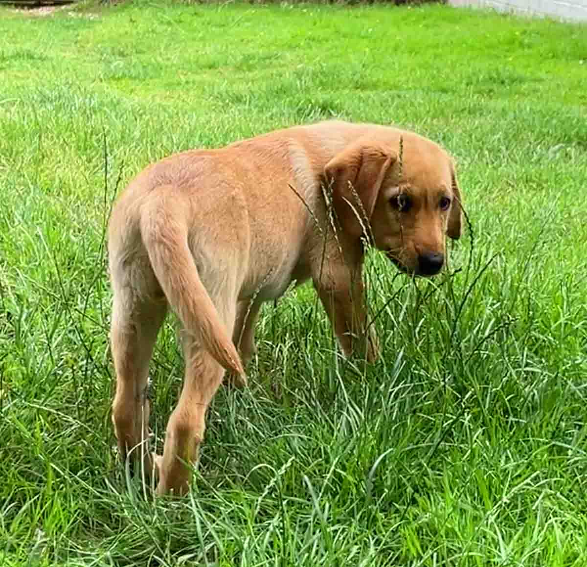 When Can Puppies Go Outside: Is It Safe To Take Your Puppy Out Yet?